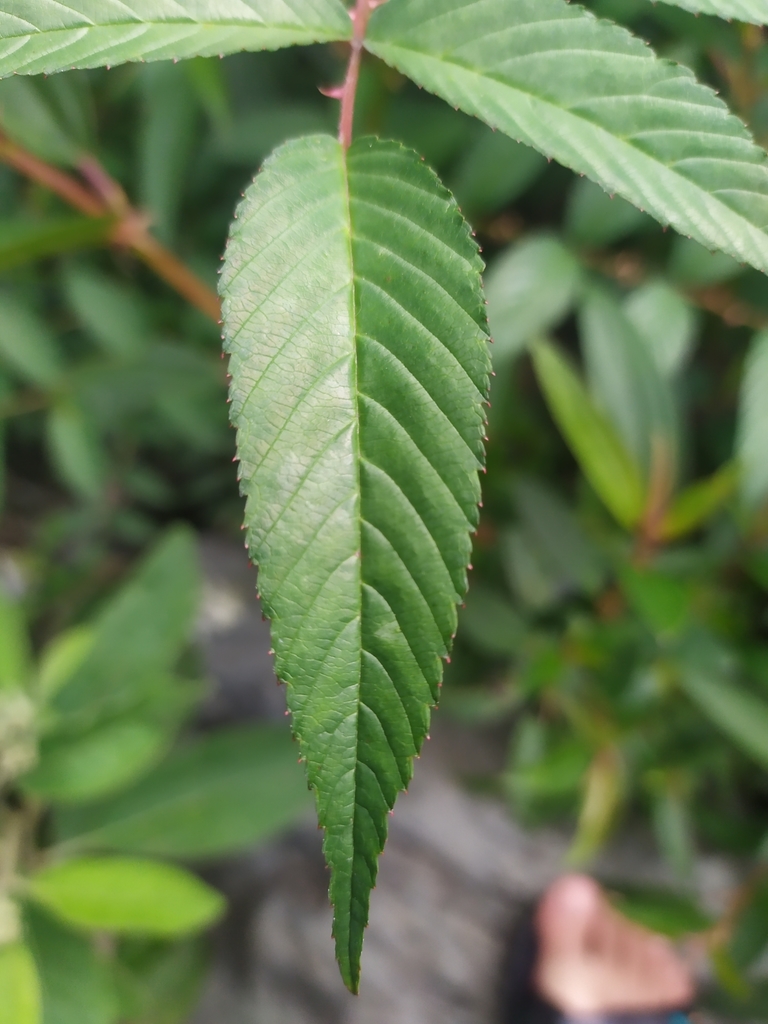 Rubus fraxinifolius from Hualien, TW-TA, TW on February 20, 2020 at 12: ...