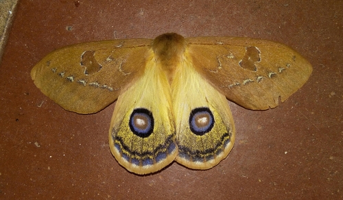 Automeris submacula · iNaturalist United Kingdom