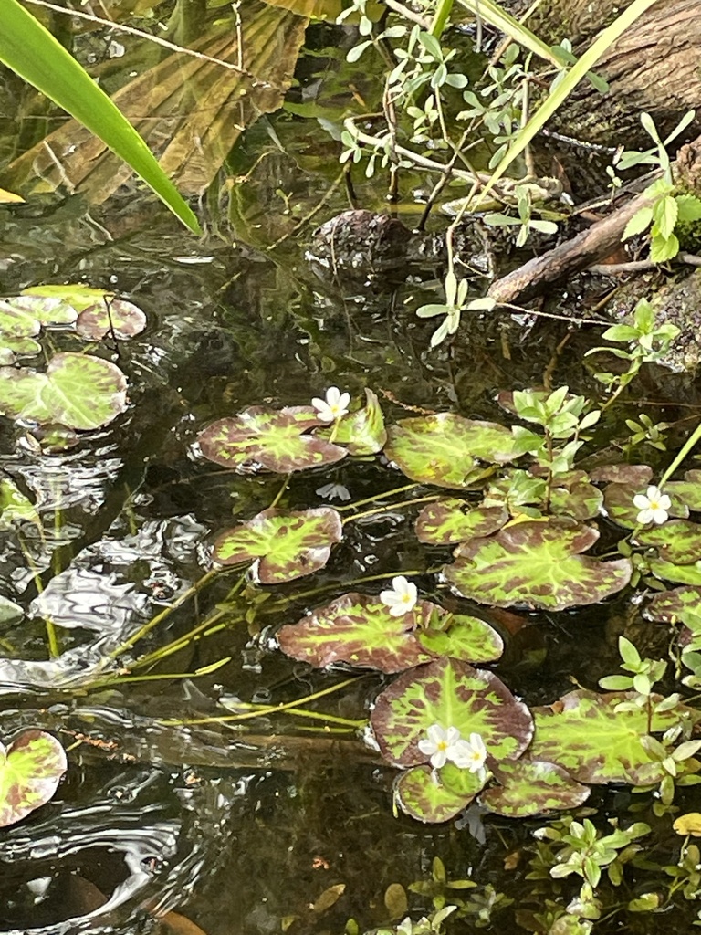 Crested Floating Heart from Riverbend Park, Jupiter, FL, US on February ...