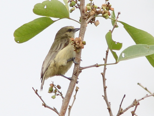 Subspecies Anthoscopus caroli roccatii · iNaturalist