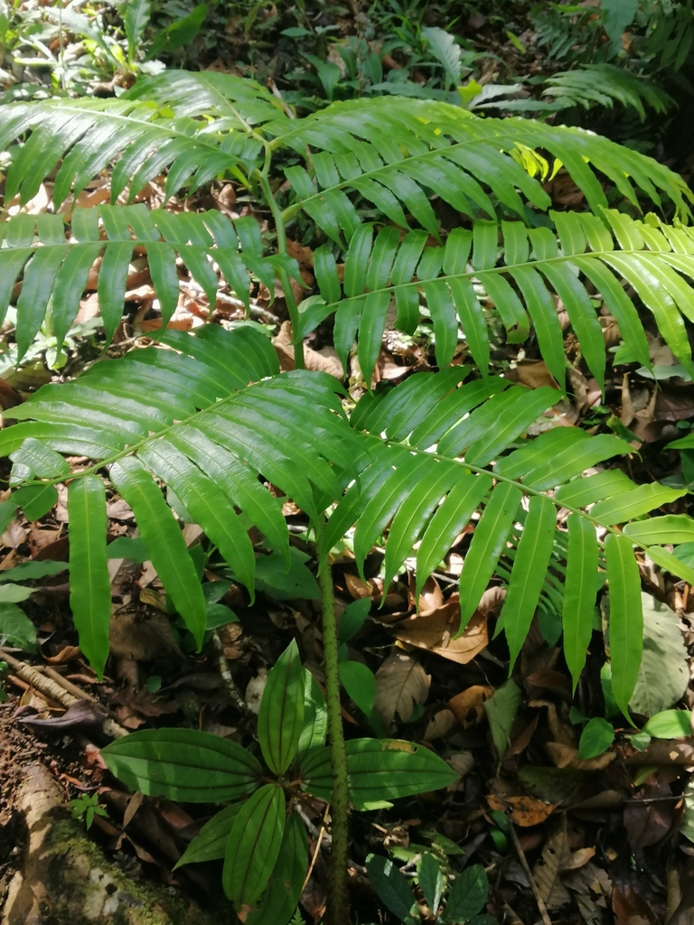 king fern from Datu Salumay, Marilog District, Davao City, Davao del ...