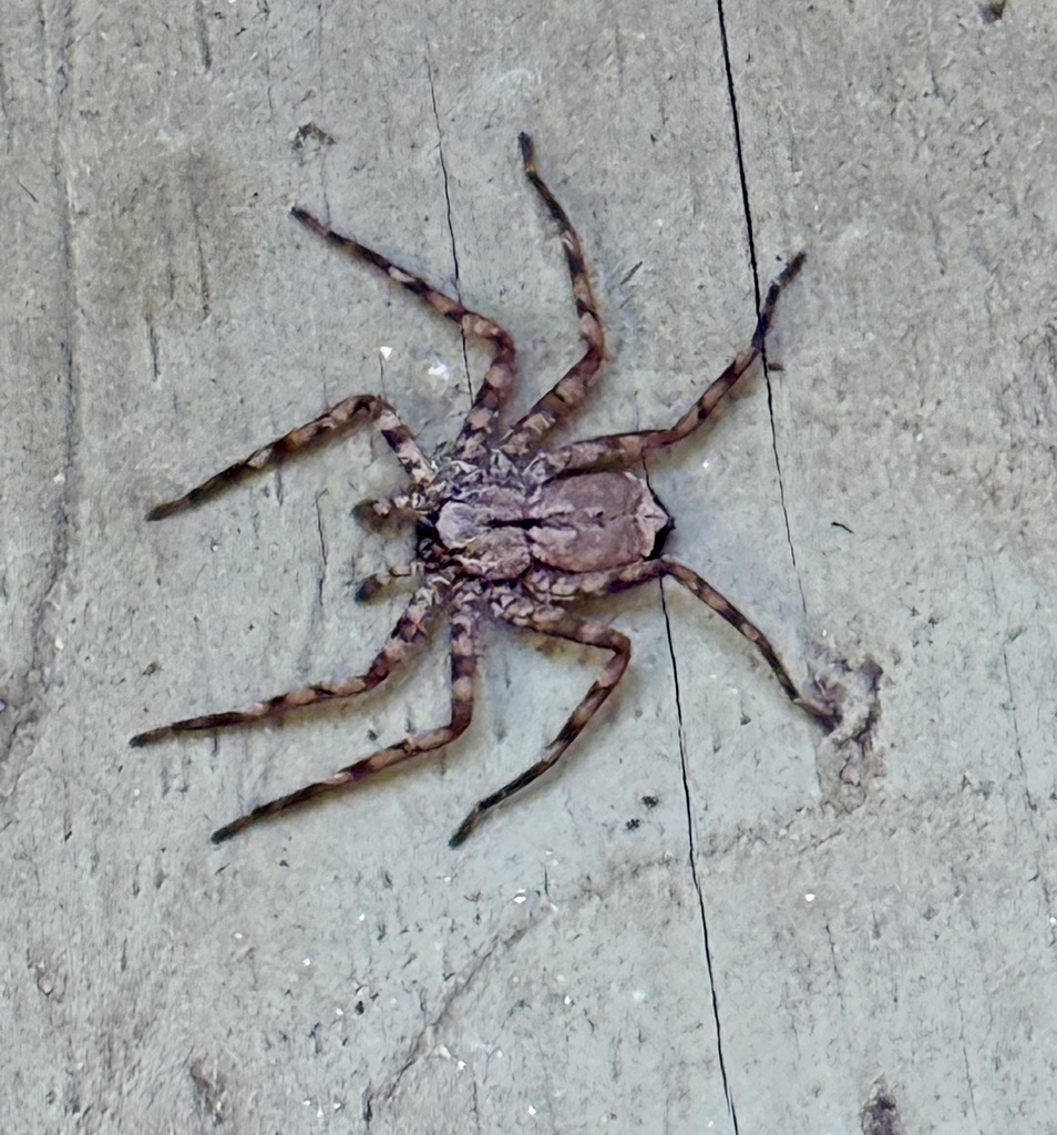Crescent-eyed Spiders from 24th Ave E, Palmetto, FL, US on February 23 ...