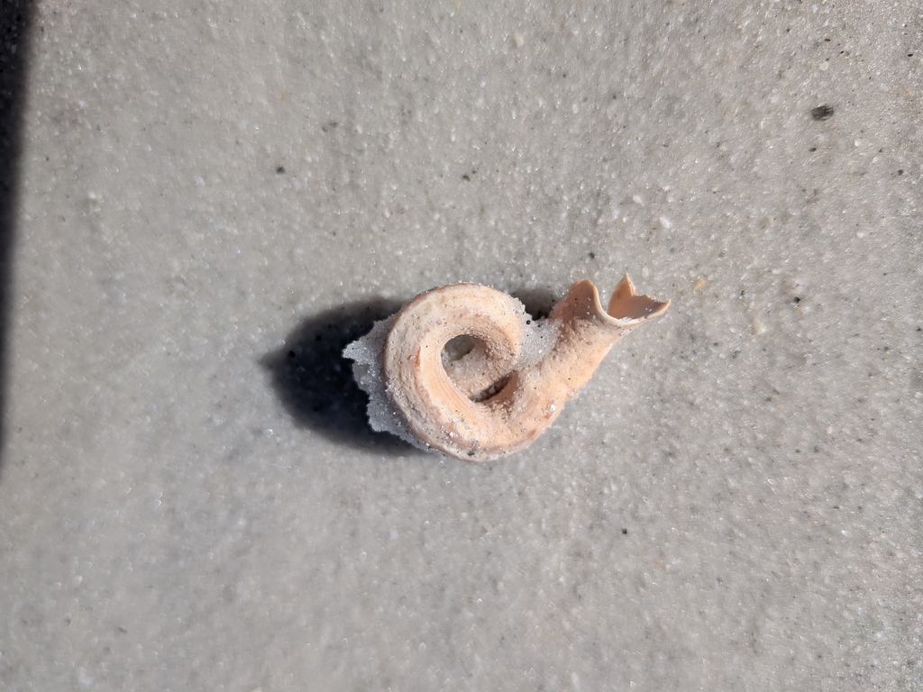 Florida Worm Snail from Benjamin Franklin Dr @ Thoreau Dr, Sarasota, FL ...