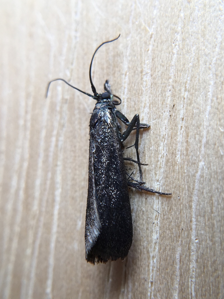 Pyla aeneoviridella (Moths of Montana, USA) · iNaturalist