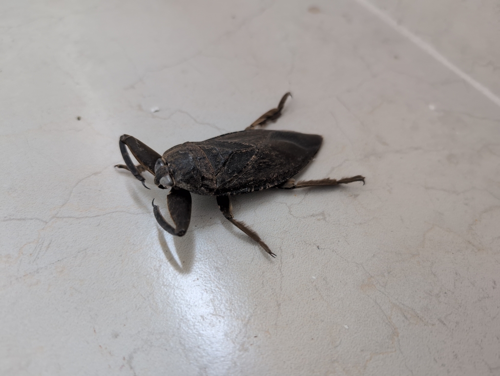 Lethocerus collosicus from Benito Juárez, MX-QR, MX on February 23 ...