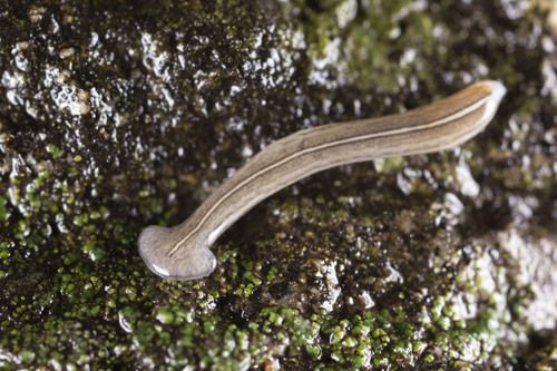 Genus Timyma · iNaturalist