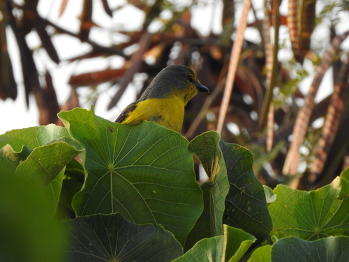 Observations by denniswong · iNaturalist