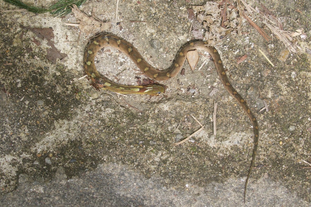 Big-eyed Bamboo Snake from Lộc Điền, Phú Lộc, Thua Thien Hue, Vietnam ...
