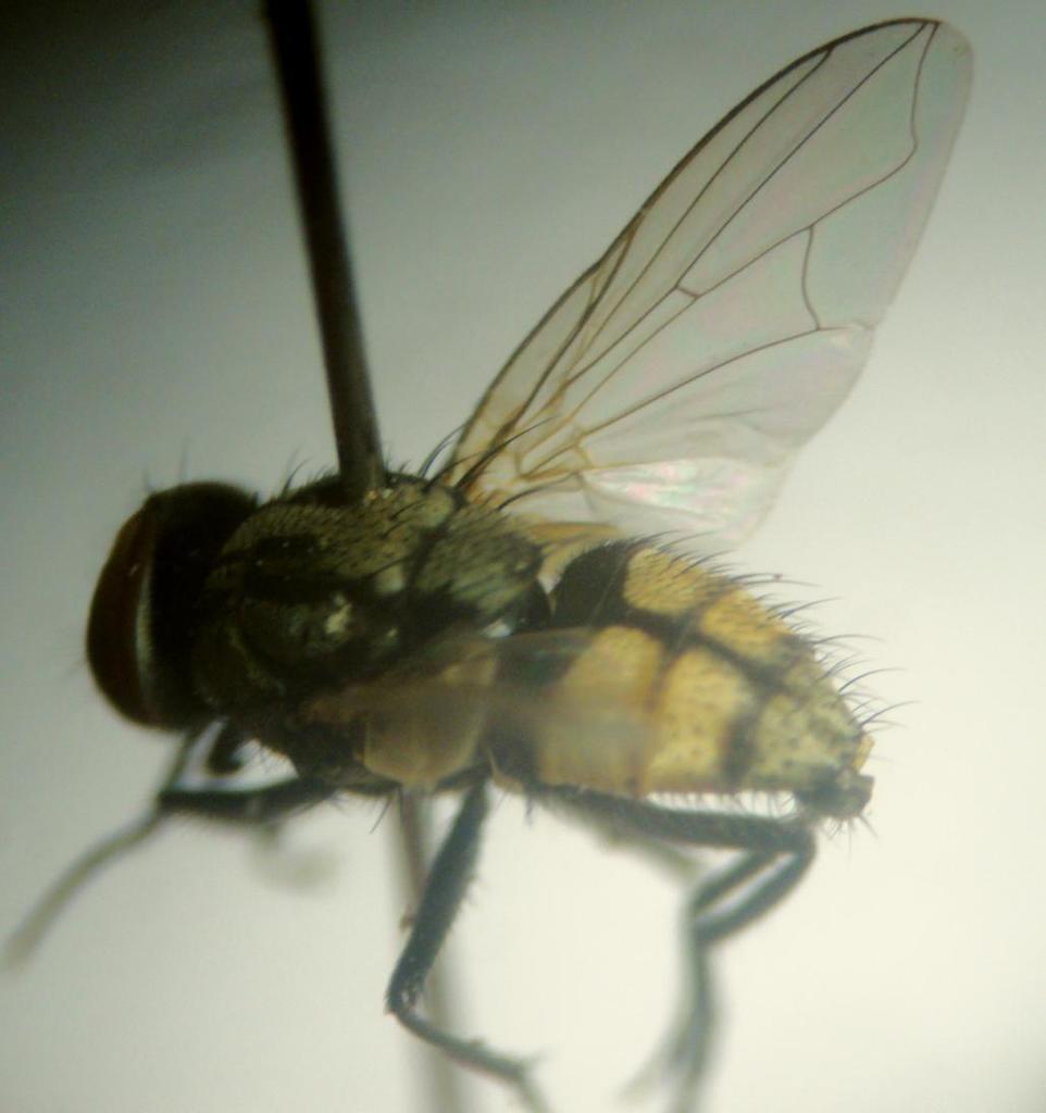 Musca conducens from Юж. Гоа, Гоа, Индия on February 9, 2008 at 11:46 ...