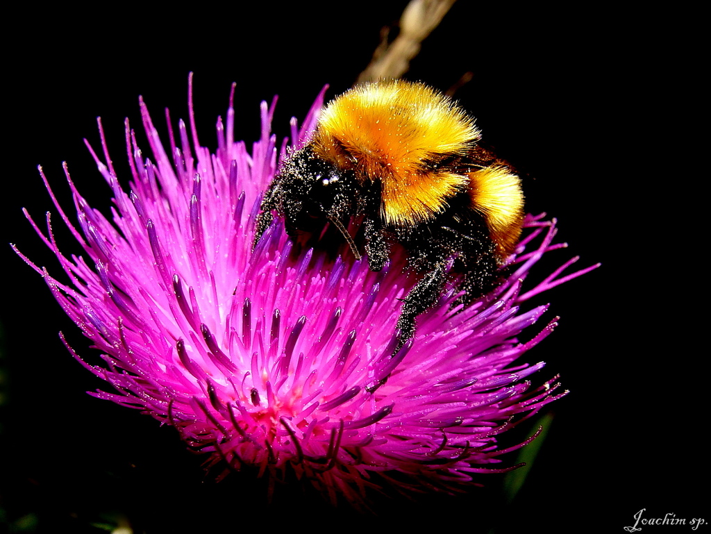 Giant Bumble Bee in February 2012 by Michael Weymann · iNaturalist