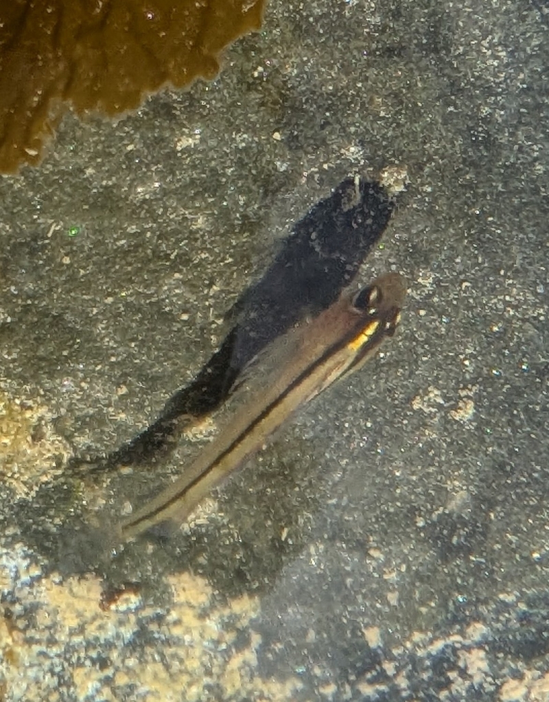 Common Triplefin from 7JP2+88 Warrington Beach, Warrington 9471, New ...