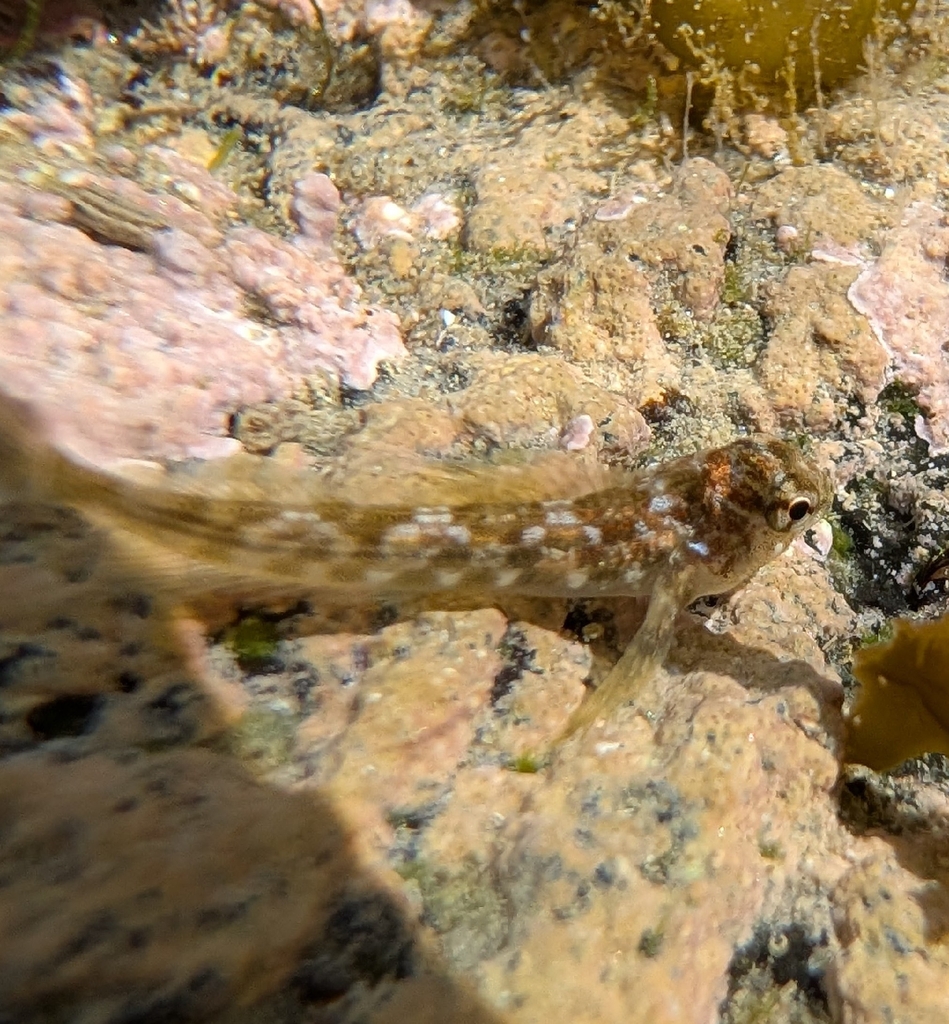 Twister from 7JP2+88 Warrington Beach, Warrington 9471, New Zealand on ...