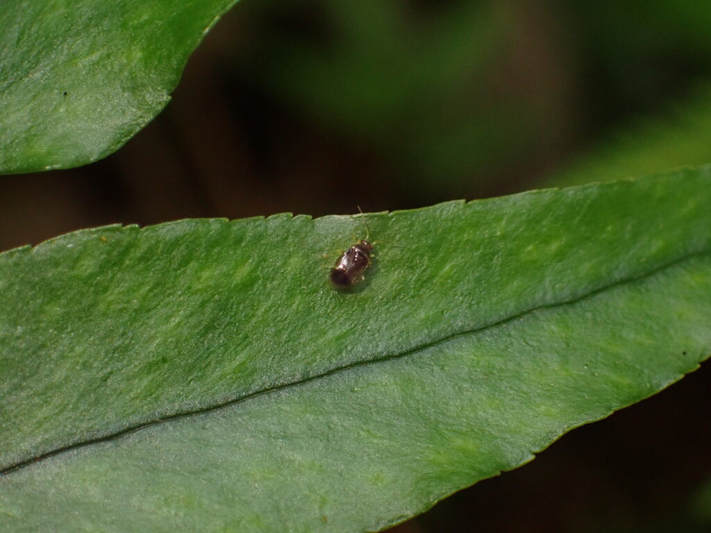 Bracken Bug in June 2025 by yamatts. ズアカシダカスミカメ（Monalocoris filicis ...