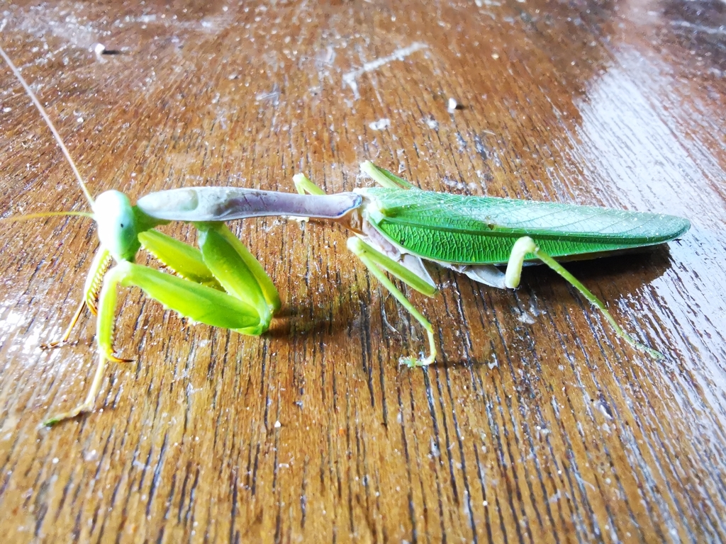 Giant Asian Mantises from Khlong Sok, Phanom District, Surat Thani ...