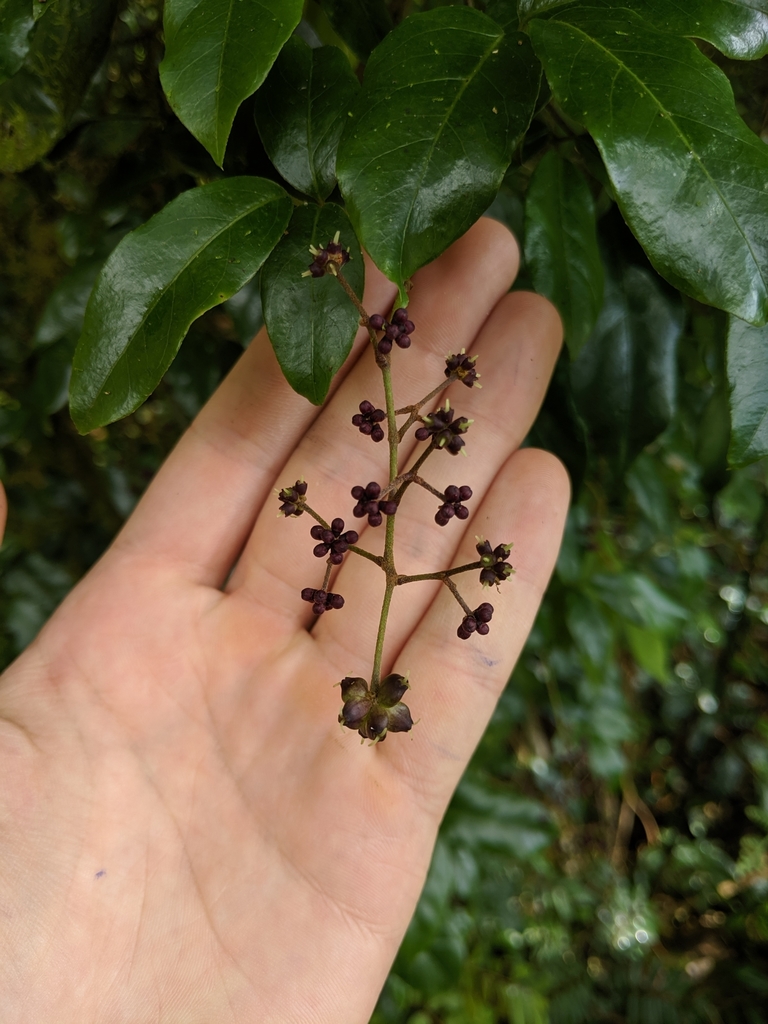 climbing panax from Springbrook QLD 4213, Australia on February 21 ...