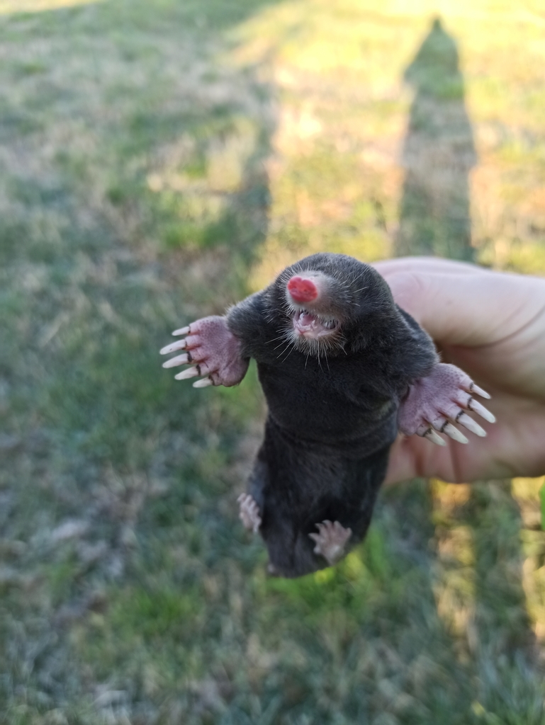 Roman Mole from San Pietro a Patierno, Napoli NA, Italia on February 21 ...