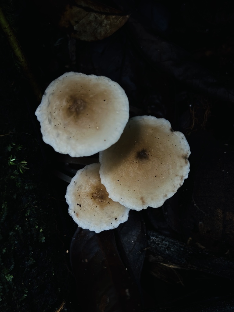 Filoboletus gracilis in February 2026 by carlosandres · iNaturalist