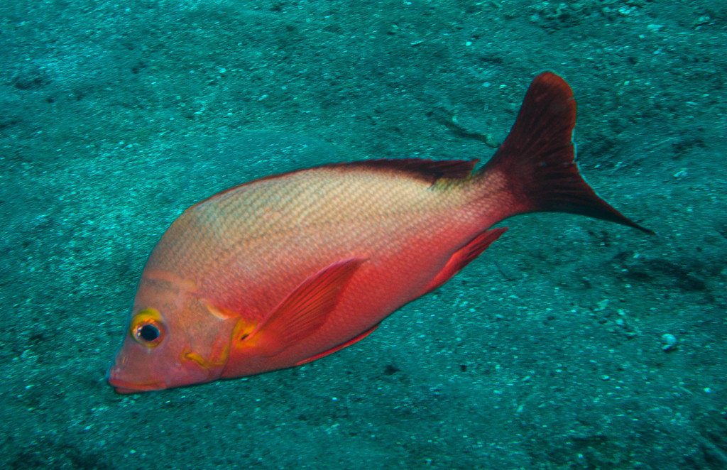 Humpback Snapper from Liberty Wreck, Bali, Indonesia on December 24 ...