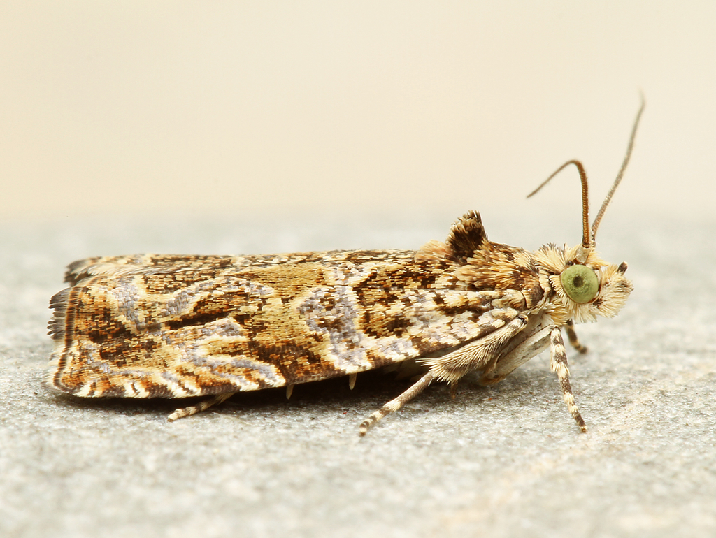 Raspberry Leafroller Moth from rosedale ave, brampton, ON on July 12 ...