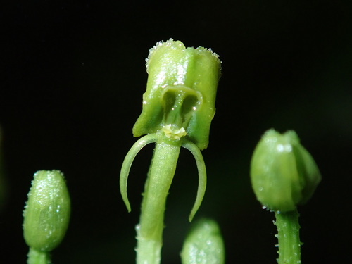 Malaxis quadrata · iNaturalist Mexico