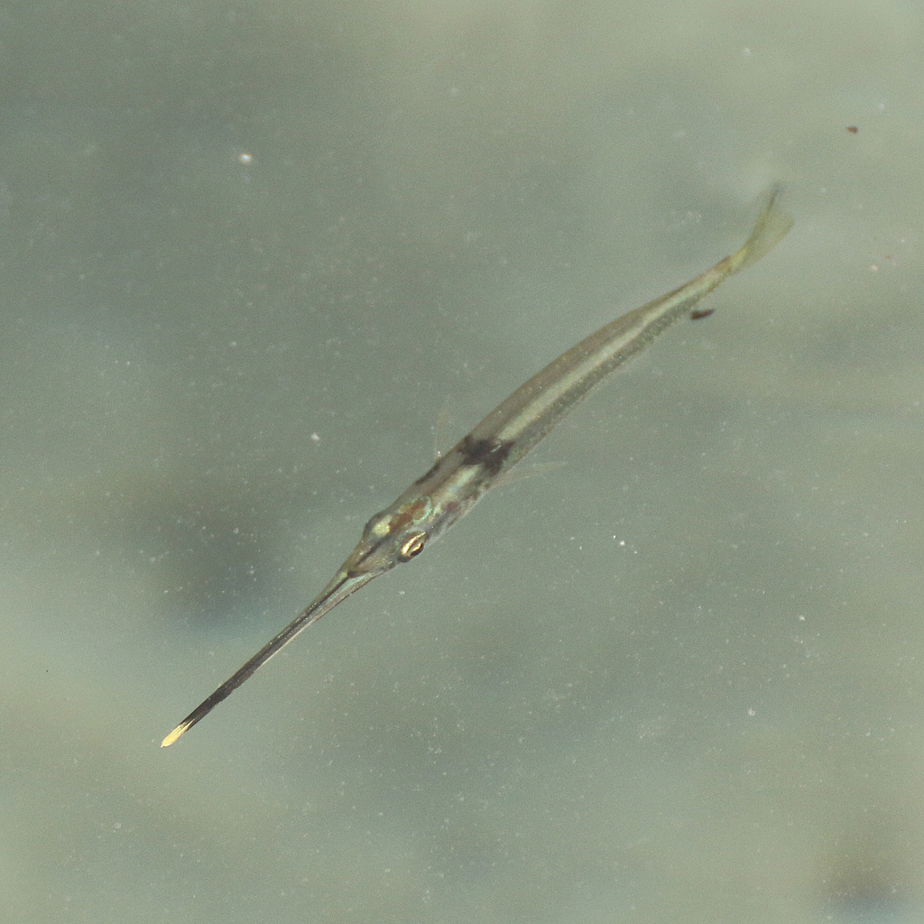 Halfbeaks from Malenge Island on November 19, 2016 by Martin Mandák ...