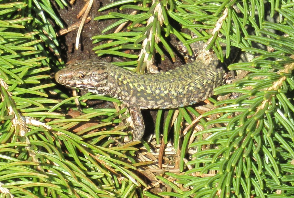 Common Wall Lizard from Victoria, BC V8S 1H4, Canada on February 21 ...