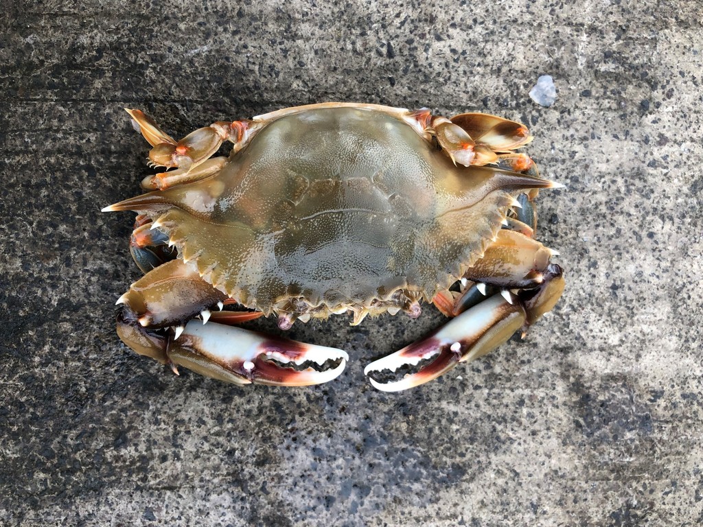 Ornate Blue Crab from Portsmouth, Dominica on May 24, 2019 at 06:32 AM ...