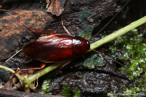 Hebardina concinna · iNaturalist