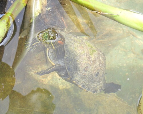 South American slider (Trachemys callirostris) · iNaturalist