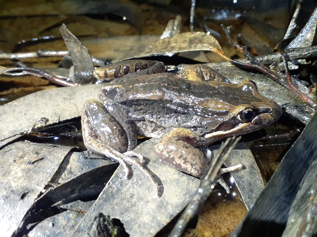 Striped Marsh Frog from Budderoo NSW 2535, Australia on February 22 ...