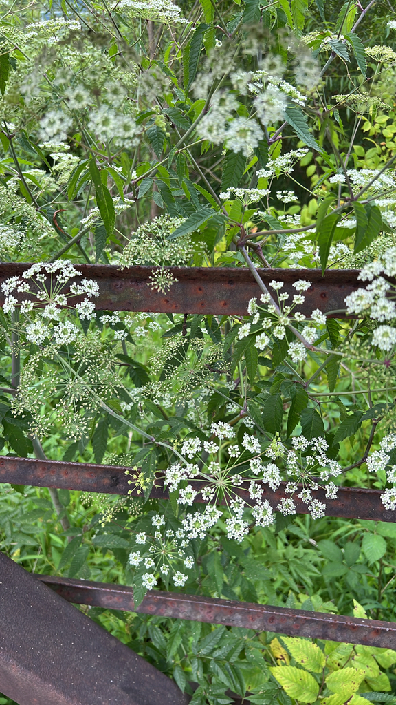 water hemlock from Beach Dr, Derwood, MD, US on July 12, 2025 at 01:00 ...