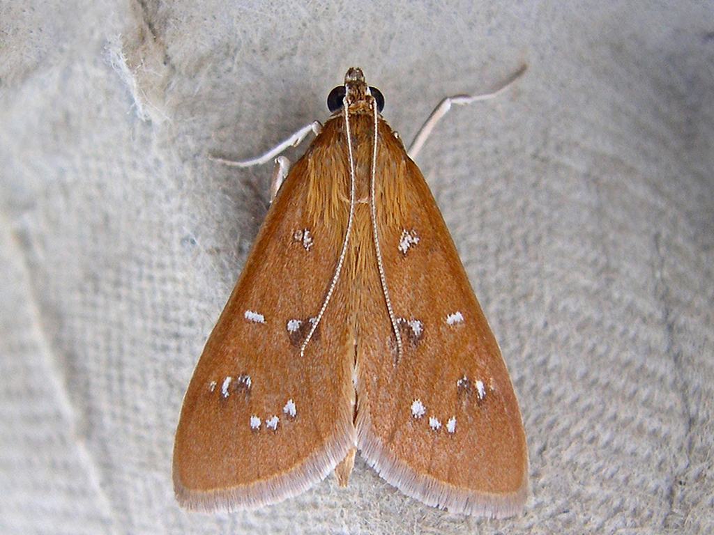 White-spotted Orange from prince edward county, ON on July 20, 2005 at ...