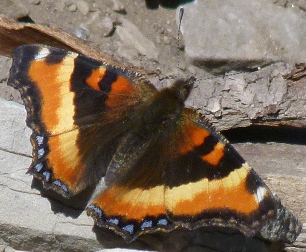 Milbert's Tortoiseshell from Clark County, NV, USA on June 09, 2011 at ...