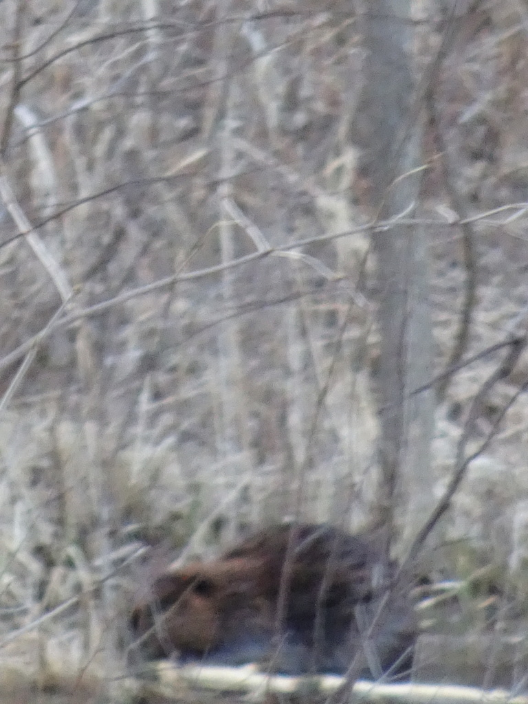 American Beaver from West Bloomington, Bloomington, MN, USA on April 19 ...