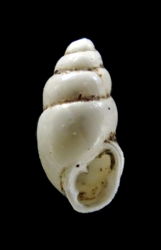 Genus Carychium · iNaturalist