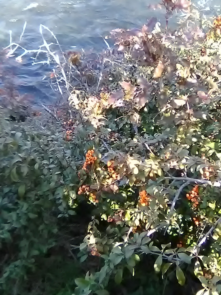 flowering plants from Downtown Spokane, Spokane, WA, USA on February 22 ...