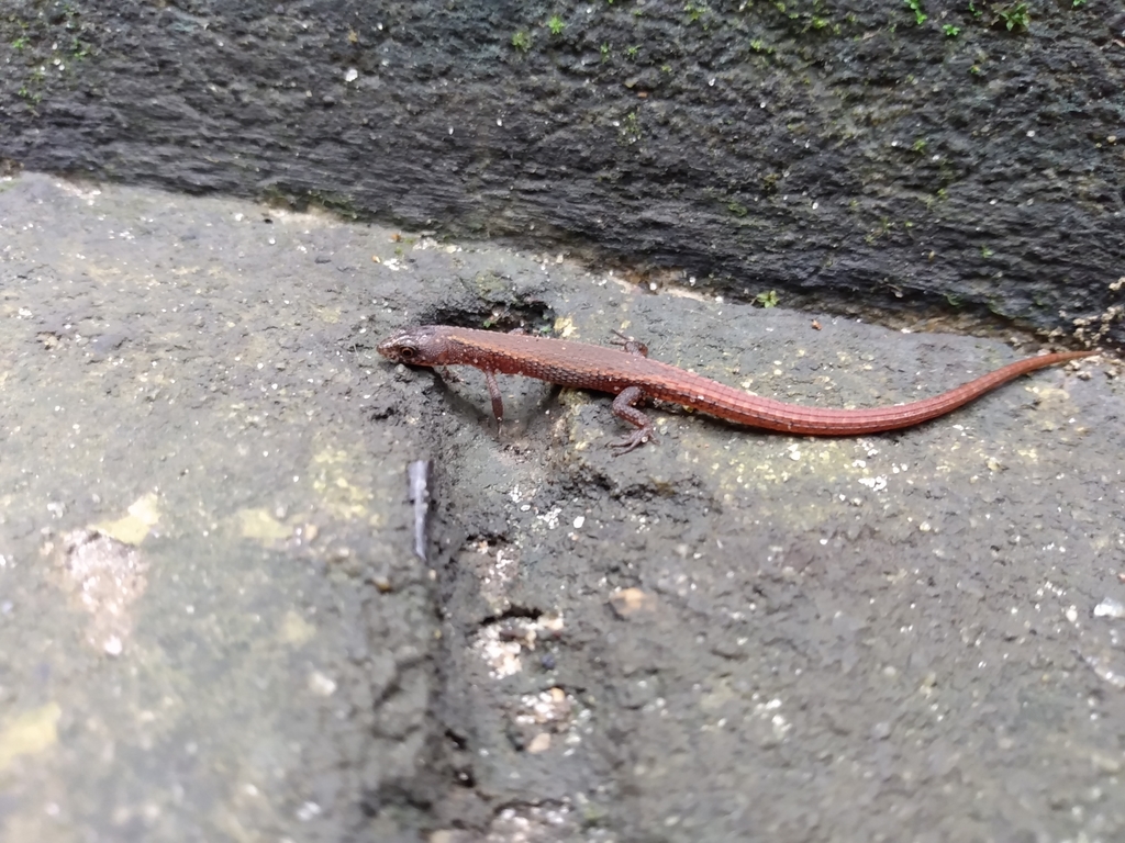 Guyana Root Teju from Bosque da Ciência - INPA - Instituto Nacional de ...