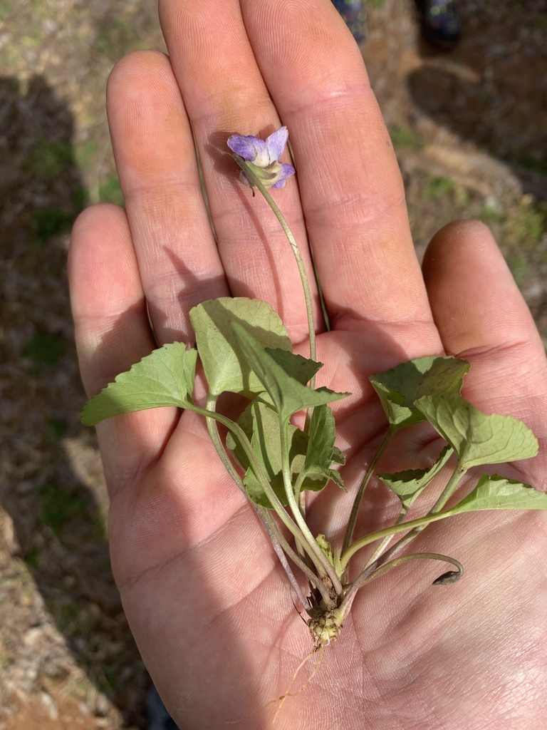 eastern American blue violets from Pecan Acres Park, Nacogdoches, TX ...