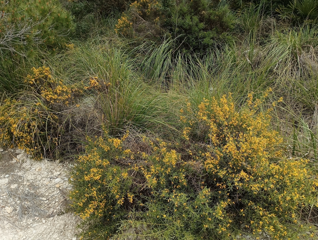 Genista tricuspidata lucida from Baleares, ES-PM, ES on February 28 ...