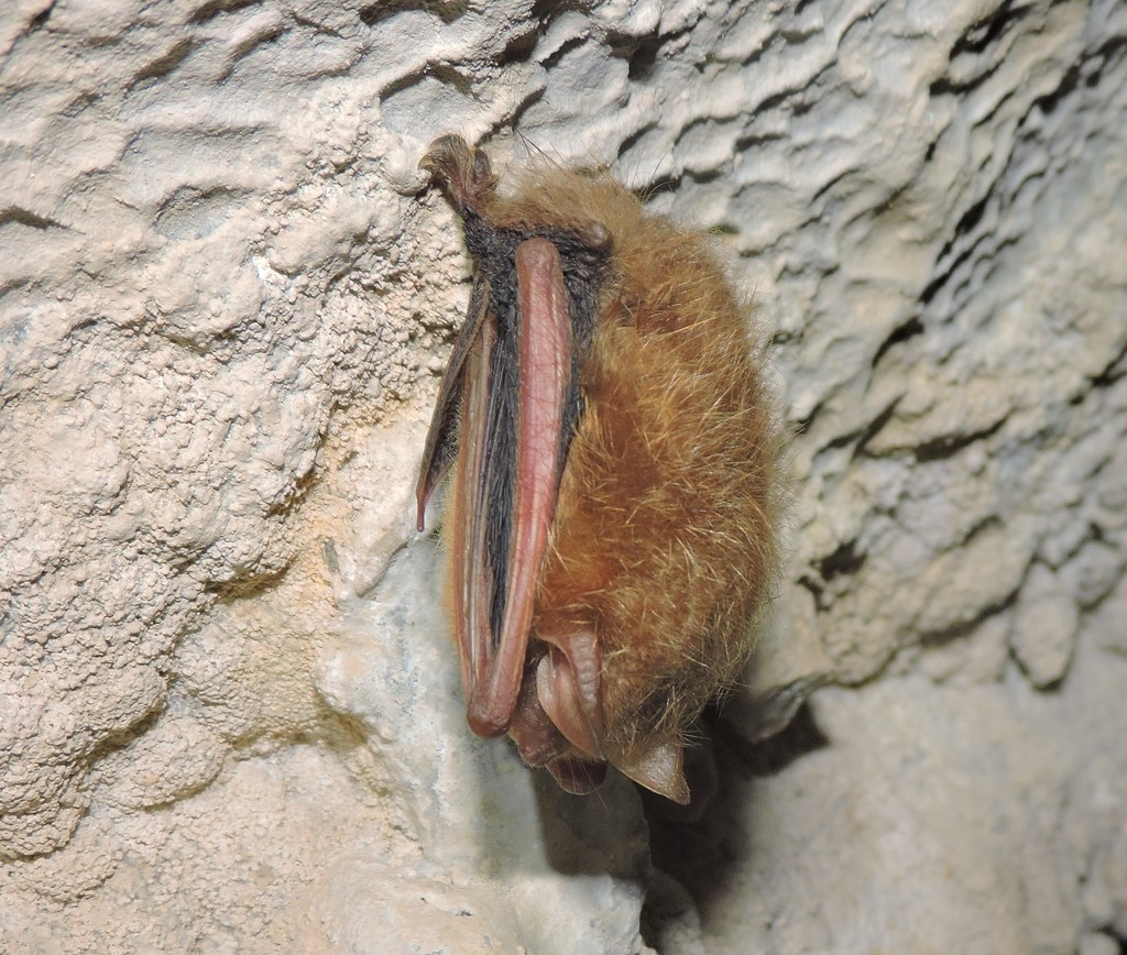 Tricolored Bat in February 2020 by Cade. Worley’s Cave, hibernation ...