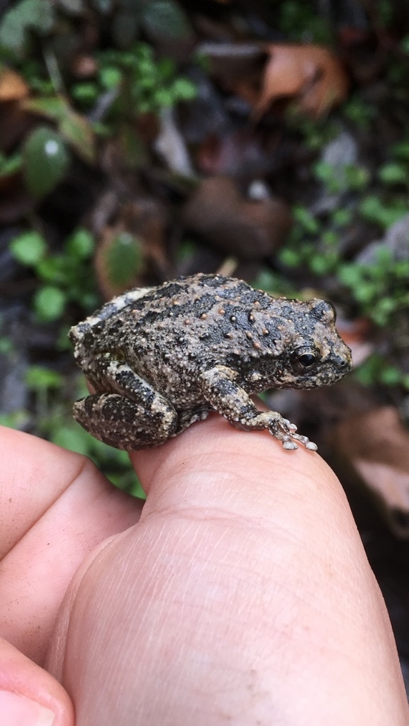California Tree Frog from Jamul, Jamul, CA, US on February 22, 2020 at ...