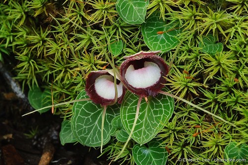 Corybas crenulatus · iNaturalist