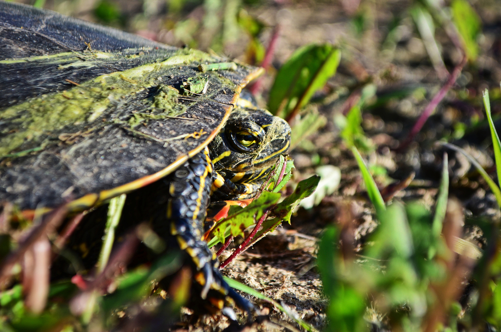 Painted Turtle in June 2022 by Stefney Peesker · iNaturalist