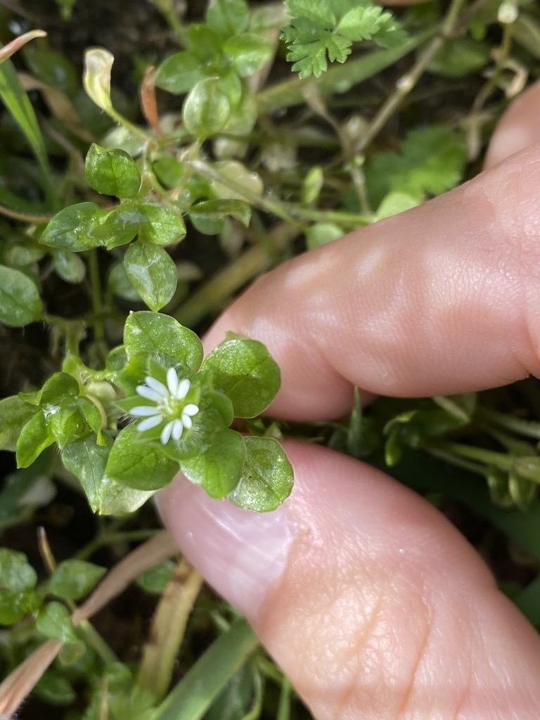 common chickweed from Sierra National Forest, North Fork, CA, US on ...