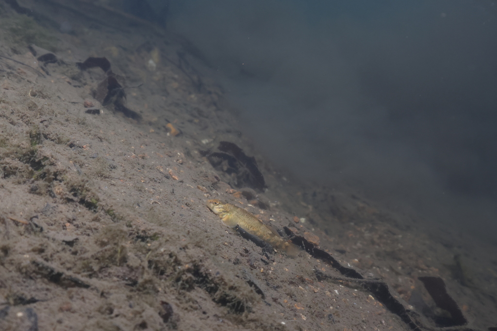 Missouri Saddled Darter from Laclede County, MO, USA on February 28 ...