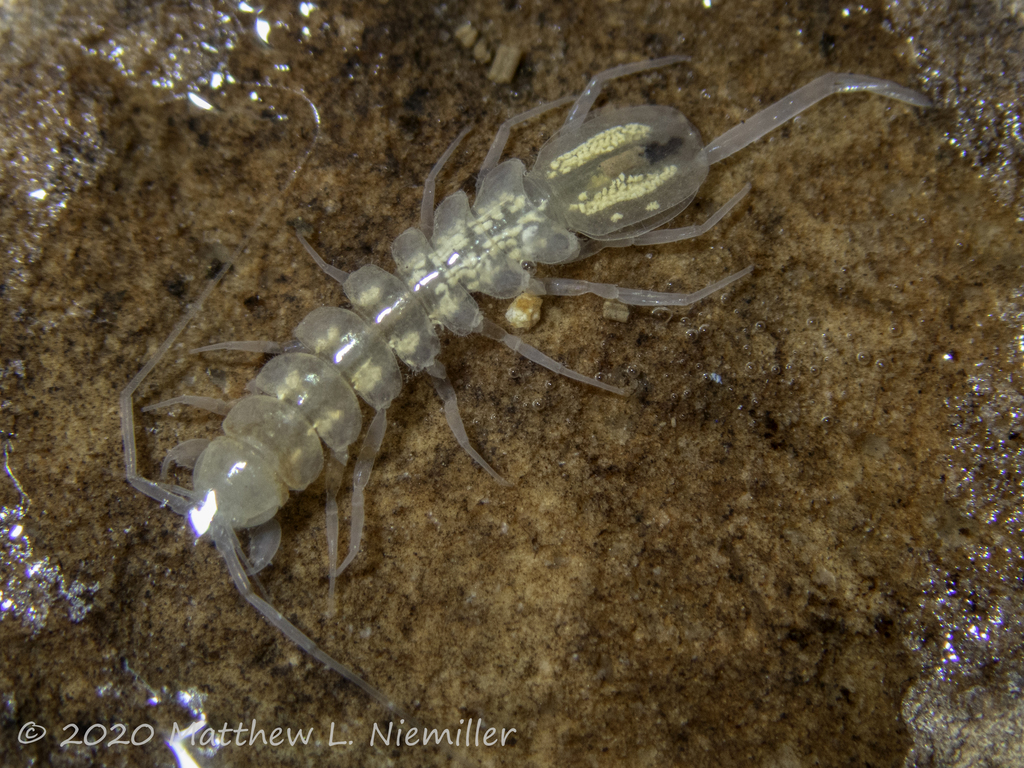 Caecidotea bicrenata in February 2020 by Matthew L. Niemiller · iNaturalist