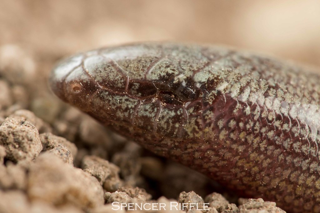 Northern Legless Lizard in February 2020 by spencer_riffle · iNaturalist