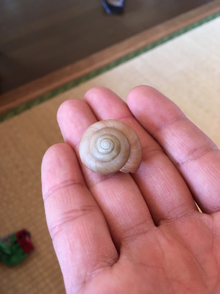 Euhadra subnimbosa from 下北方町上田々, 宮崎市, 宮崎県, JP on February 23, 2020 at 04:47 PM by Enokizono ...