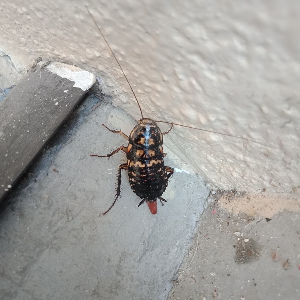 Harlequin Roach from Taman David Chen, 11400 Ayer Itam, Pulau Pinang ...