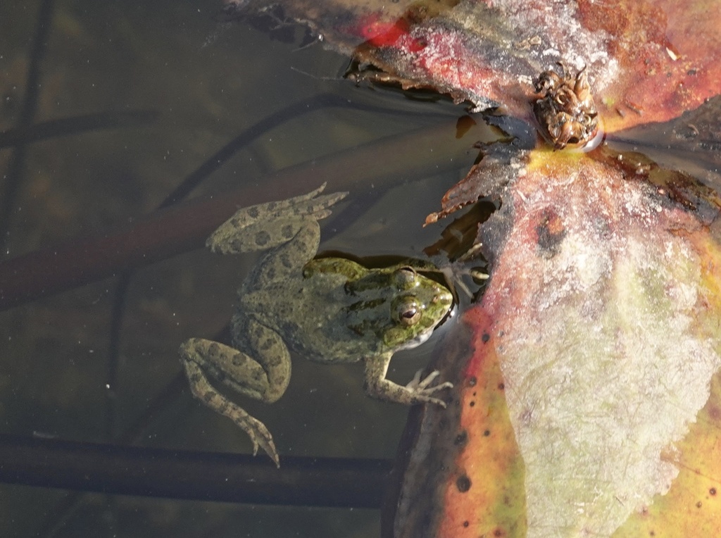 Indus Valley Bullfrog from Varanasi, Sarnath, Uttar Pradesh, IN on ...